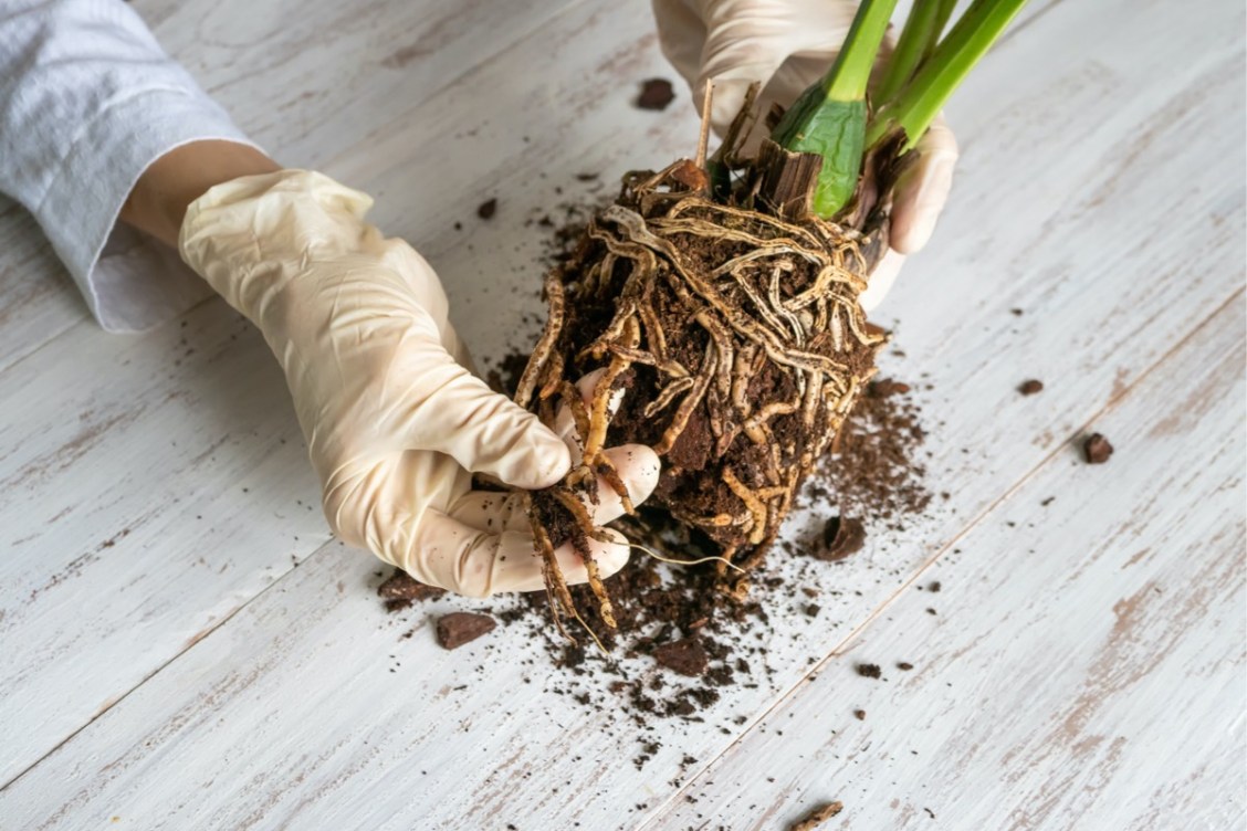 What Does Root Rot Look Like in Houseplants? - Bob Vila