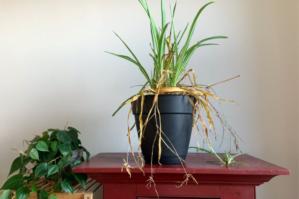 What Does Root Rot Look Like in Houseplants? - Bob Vila