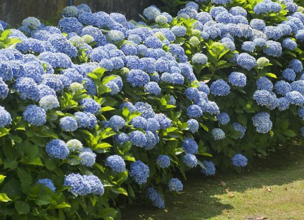 25 Shade-Loving Plants for Where the Sun Don't Shine