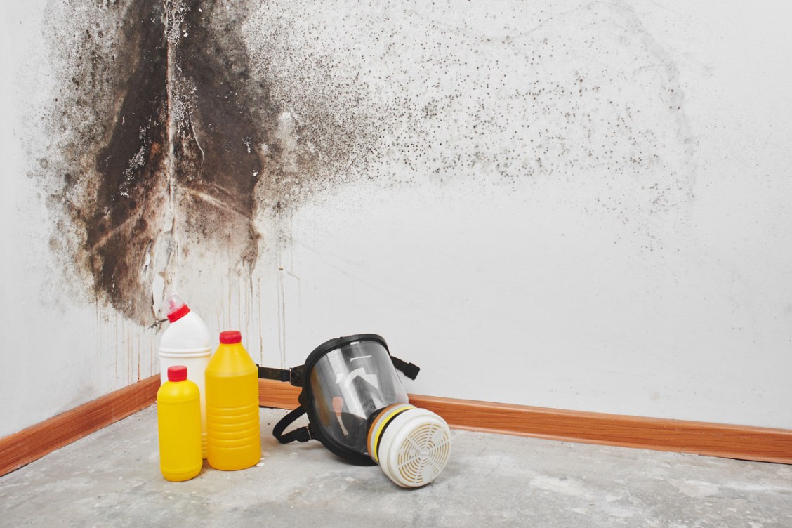 The 5 Best Mold Removal Companies in America
