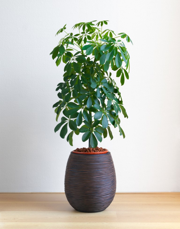 The 22 Best Indoor Trees for the Home - Bob Vila
