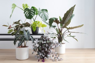 The 22 Best Indoor Trees for the Home - Bob Vila