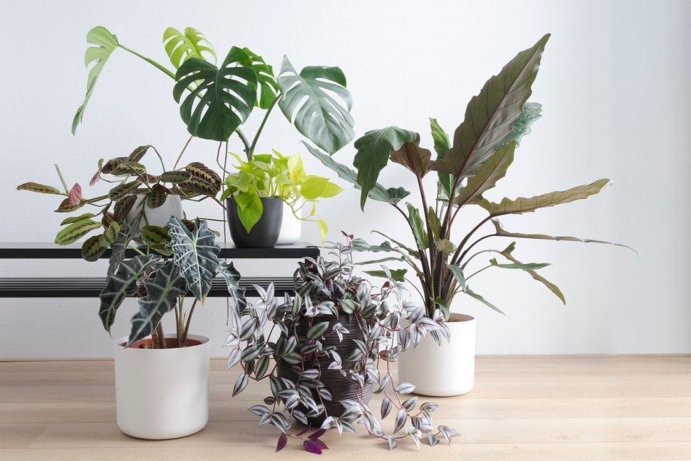 The 22 Best Indoor Trees for the Home - Bob Vila