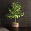 The 22 Best Indoor Trees for the Home - Bob Vila