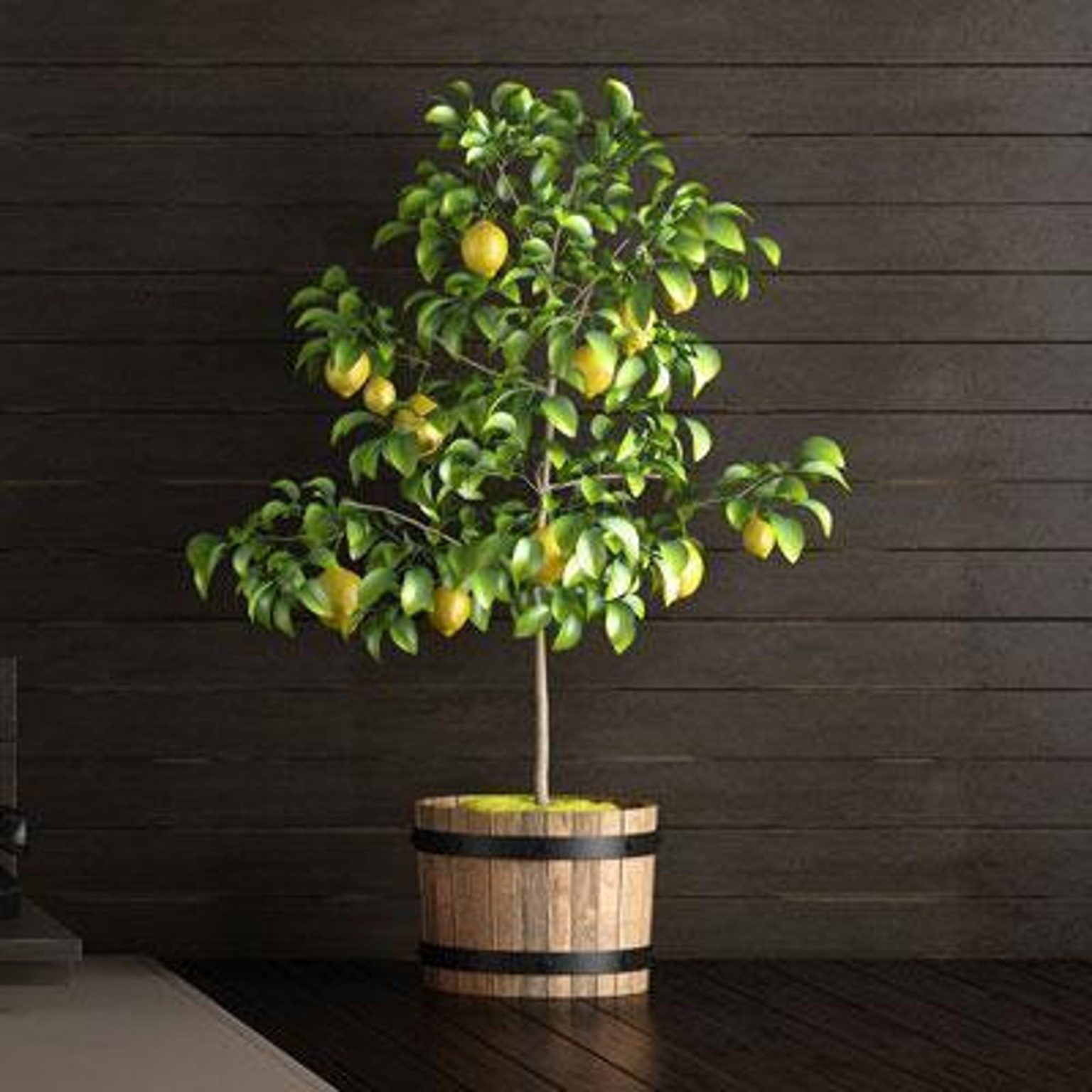 The 22 Best Indoor Trees for the Home - Bob Vila