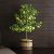 The 22 Best Indoor Trees for the Home - Bob Vila