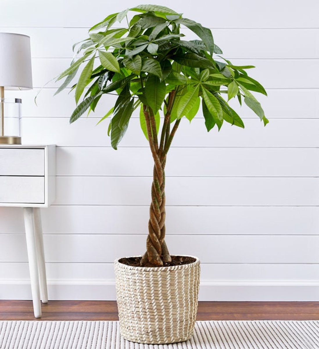 The 22 Best Indoor Trees for the Home - Bob Vila