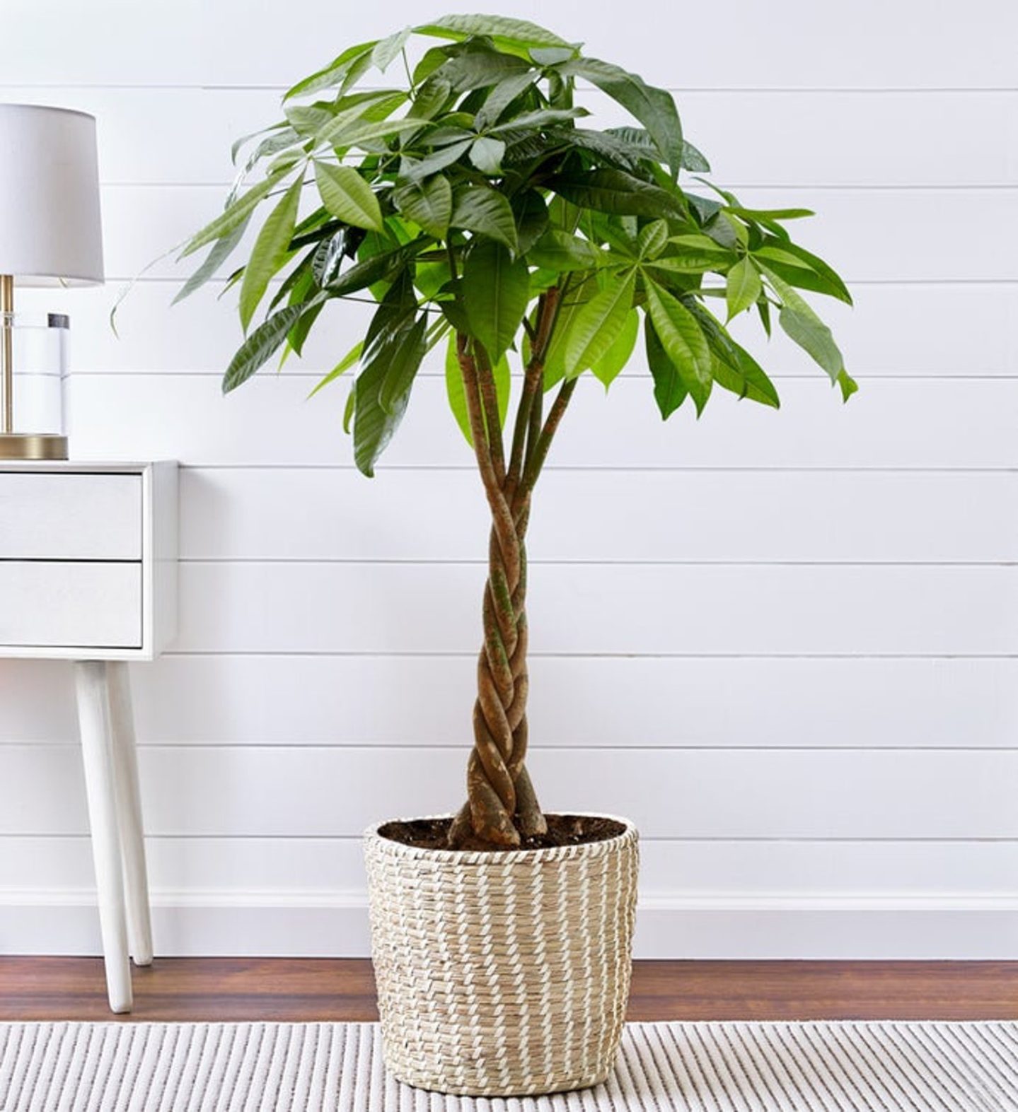 The 22 Best Indoor Trees for the Home - Bob Vila