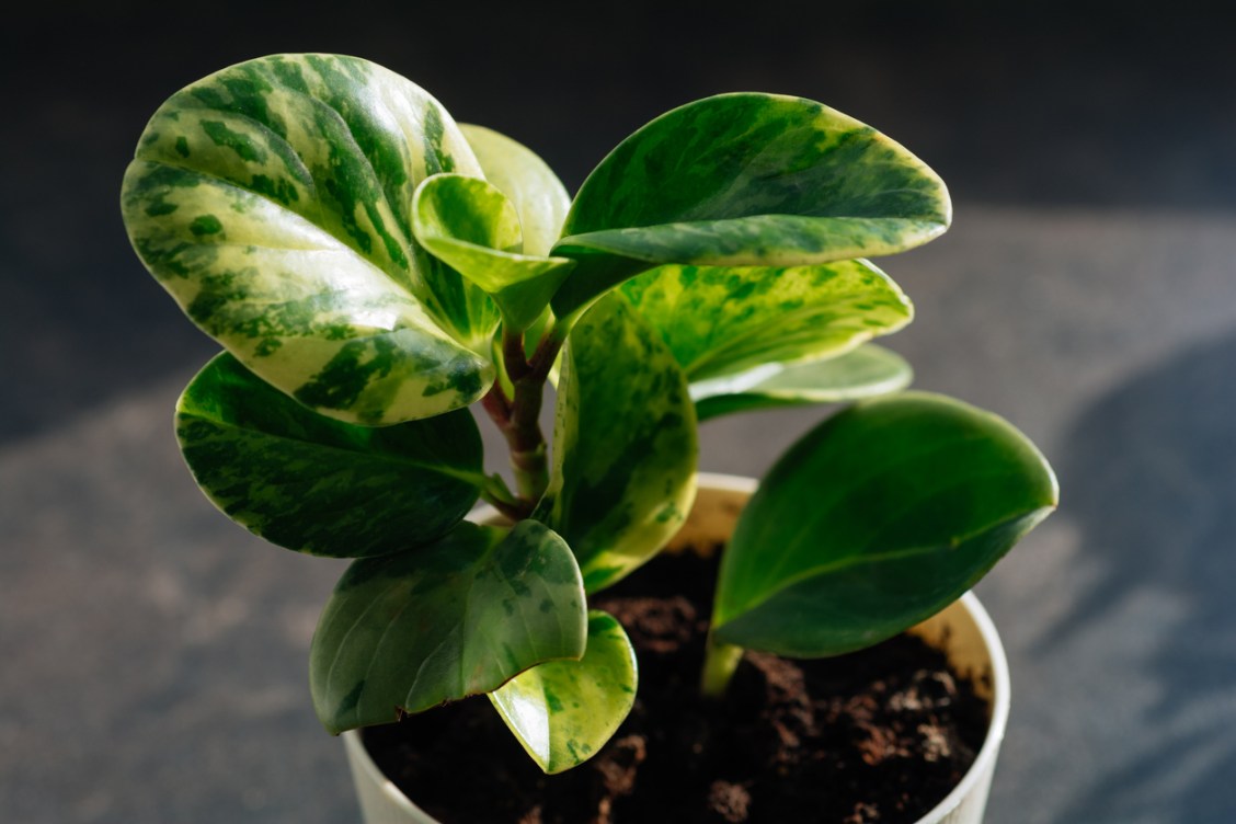 Peperomia Care for Both Vining and Upright Varieties - Bob Vila