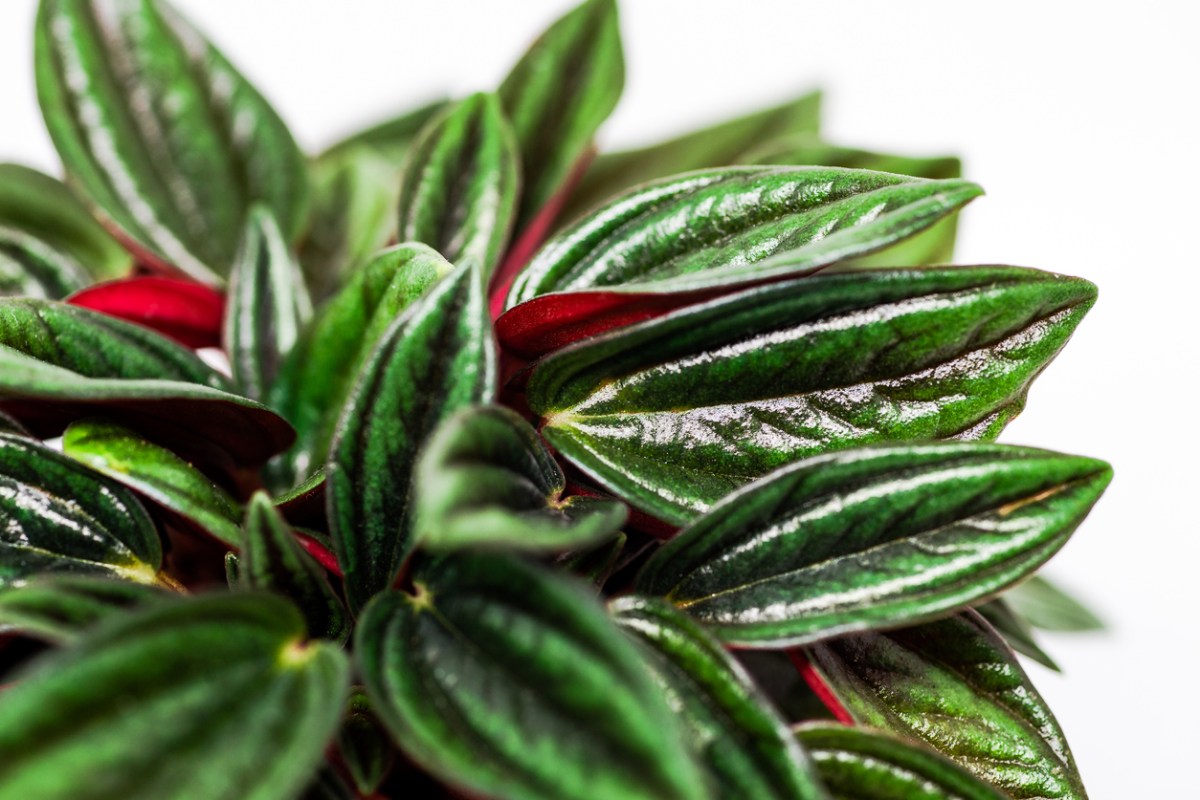 Peperomia Care for Both Vining and Upright Varieties - Bob Vila