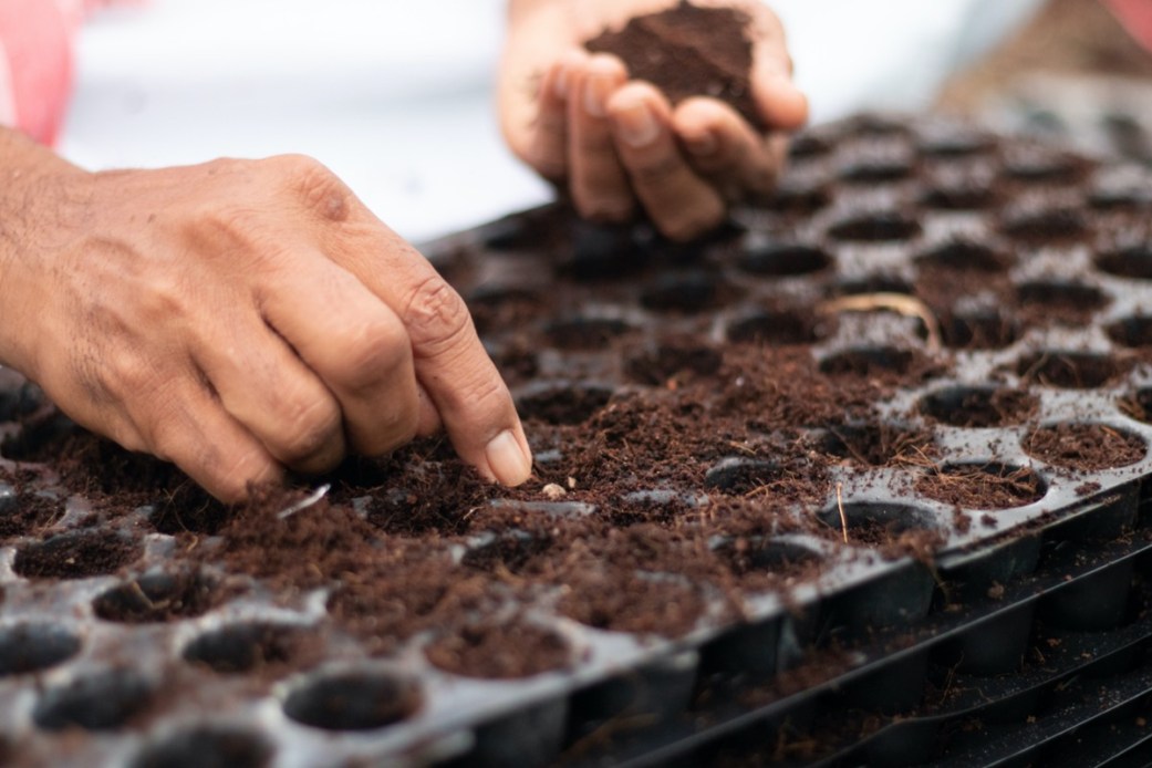8 Essential Tools and Materials for Starting Seeds Indoors