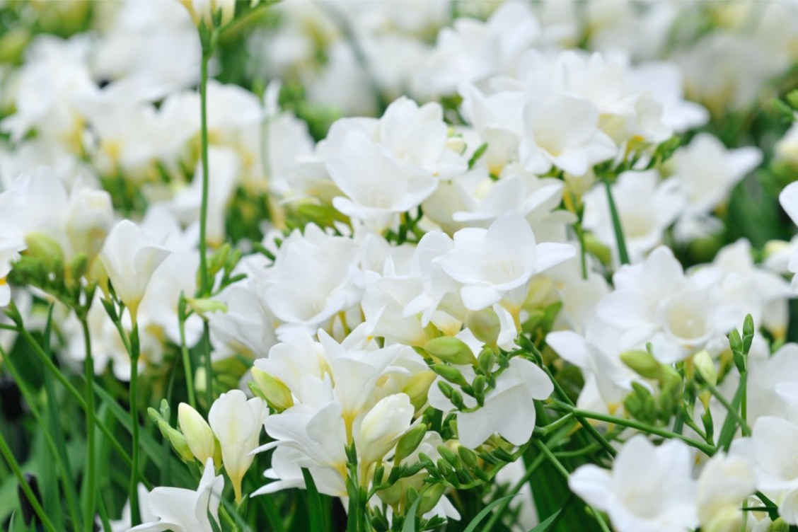 The Best Spring Bulbs to Plant for Gorgeous Summer Flowers