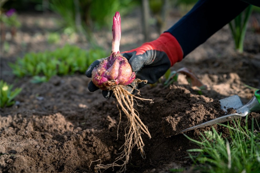 12 Bulbs to Plant in Spring for Showstopping Summer Blooms - Bob Vila