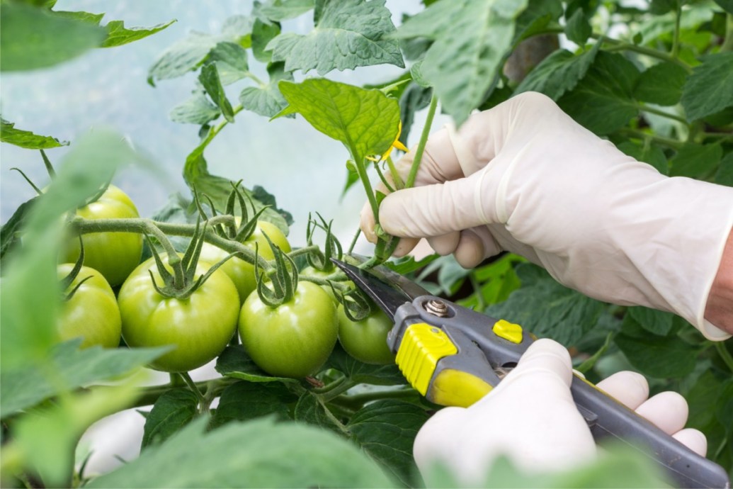 How to Prune Tomato Plants for a Better Harvest - Bob Vila