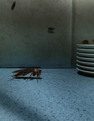 How to Get Rid of Cockroaches in Kitchen Cabinets