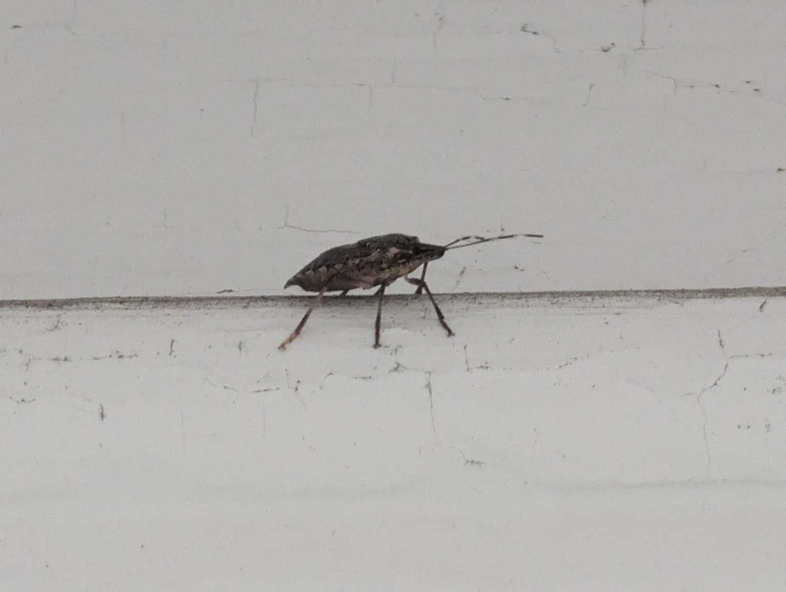 The Best Stink Bug Repellents Based on Expert Advice