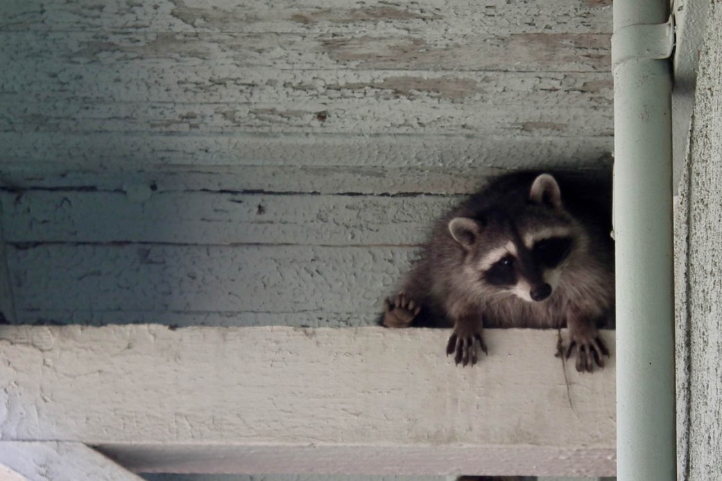Not-So-Subtle Signs of Raccoons In the Attic—And What to Do About Them