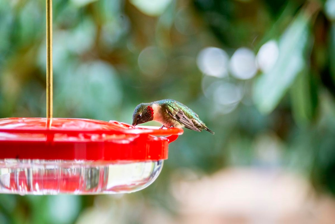 The Best Hummingbird Feeders - Tested by Bob Vila