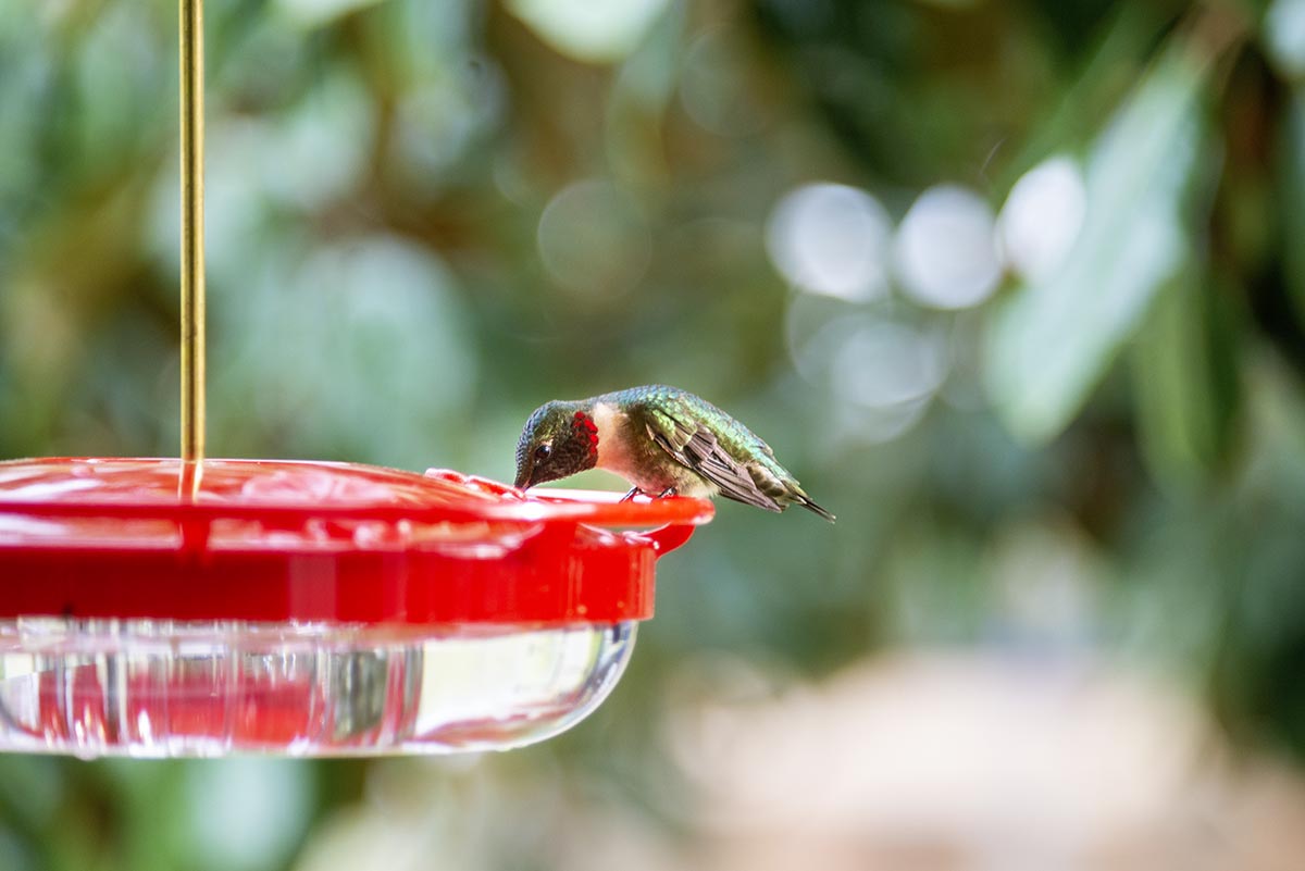 The Best Hummingbird Feeders, According to Our Testing