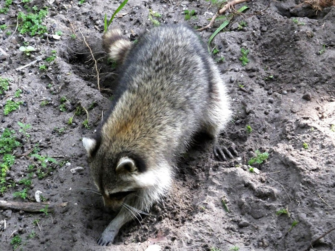 What Animal Is Digging Holes in My Yard? 9 Types of Bothersome Burrowers