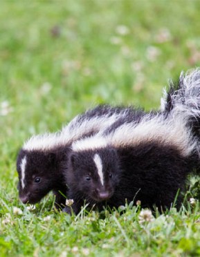 What Animal Is Digging Holes in My Yard? 9 Types of Bothersome Burrowers