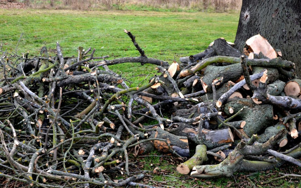 Cutting Down a Tree in Your Yard? 12 Genius Ways to Use the Wood