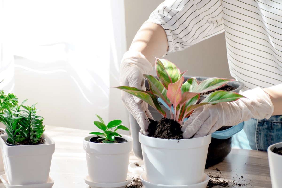 15 Essentials for Beginner Plant Parents: What Every New Plant Owner Needs