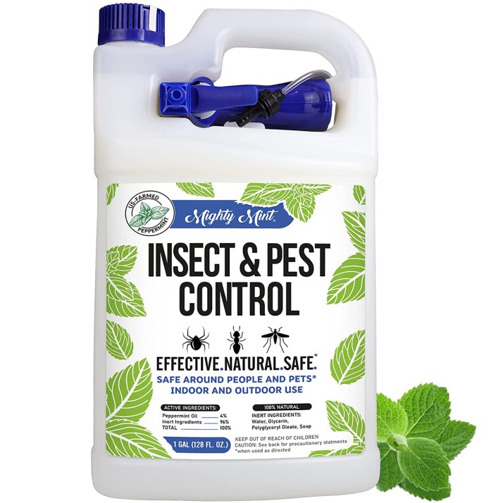 The Best Stink Bug Repellents Based on Expert Advice