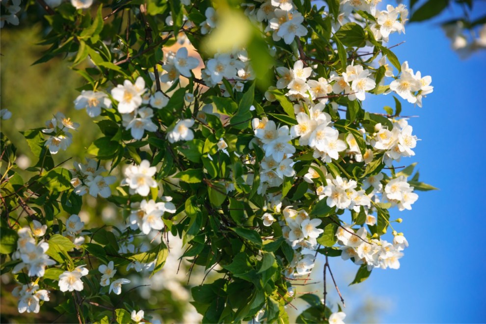 11 Fragrant Plants to Grow for the Ultimate Aromatherapy Garden - Bob Vila
