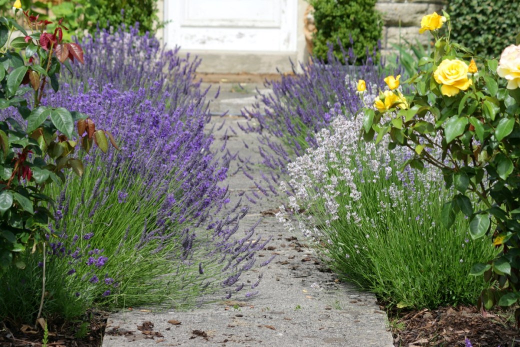 11 Fragrant Plants to Grow for the Ultimate Aromatherapy Garden - Bob Vila