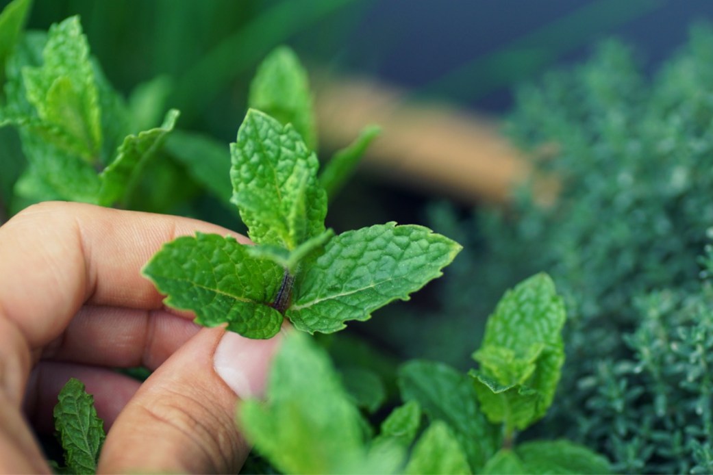 11 Fragrant Plants to Grow for the Ultimate Aromatherapy Garden - Bob Vila
