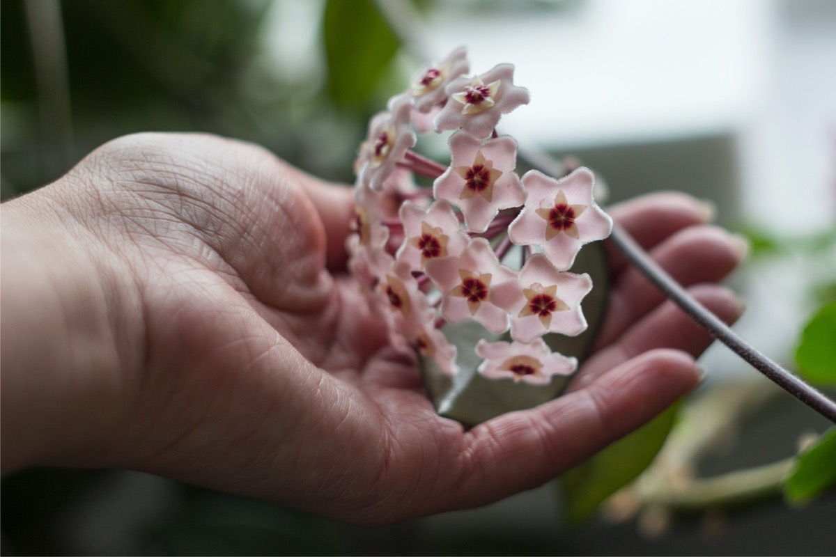 Hoya Plant Care 101 - Bob Vila