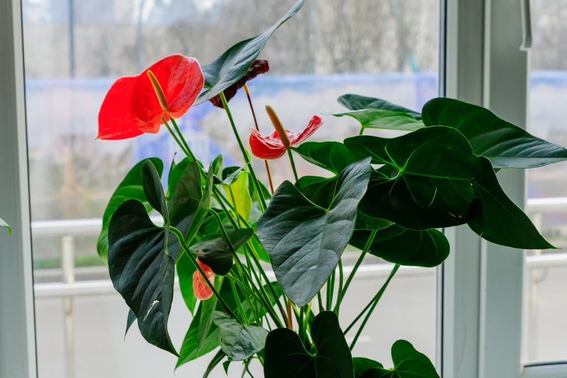 Anthurium Care 101 - Bob Vila