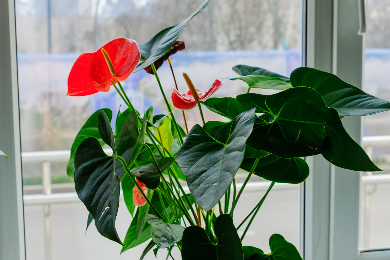 Anthurium Care 101 - Bob Vila