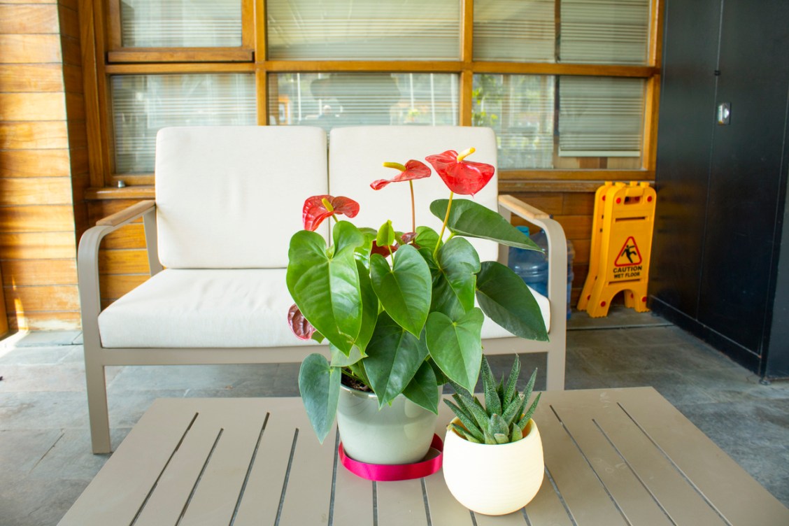 Anthurium Care 101 - Bob Vila