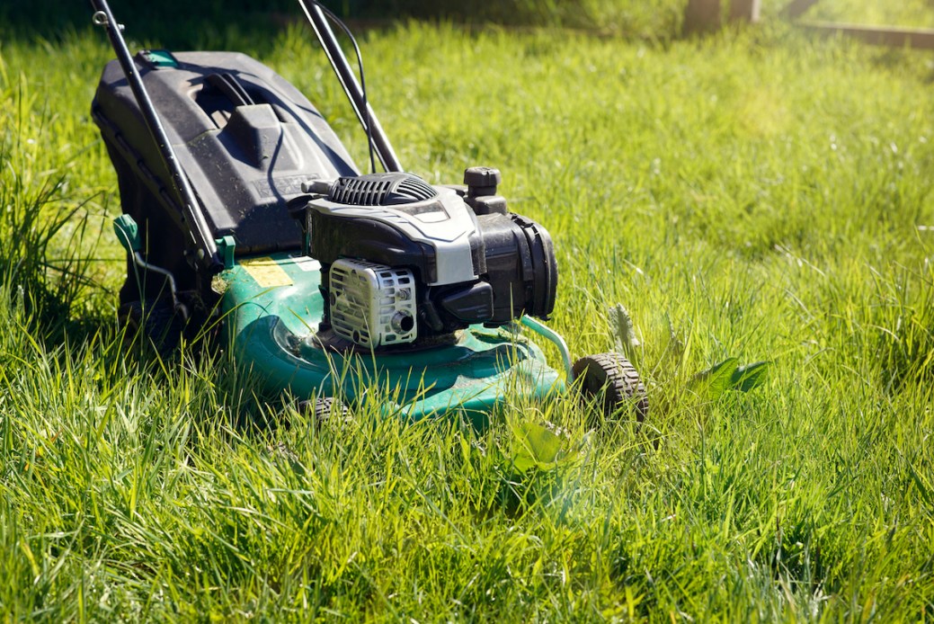 No Mow May: 8 Reasons to Let Your Lawn Grow This Month - Bob VIla