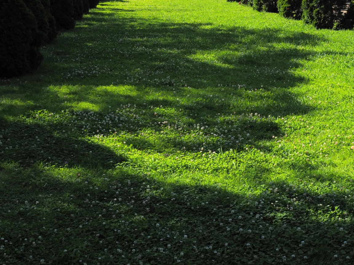 3 Good Reasons Why You Shouldn’t Kill Clover in Your Yard - Bob Vila