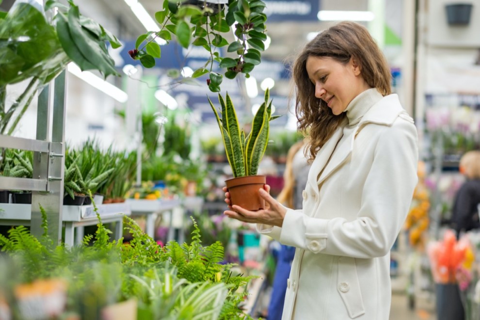 How to Inspect Houseplants for Pests and Disease Before You Buy - Bob Vila