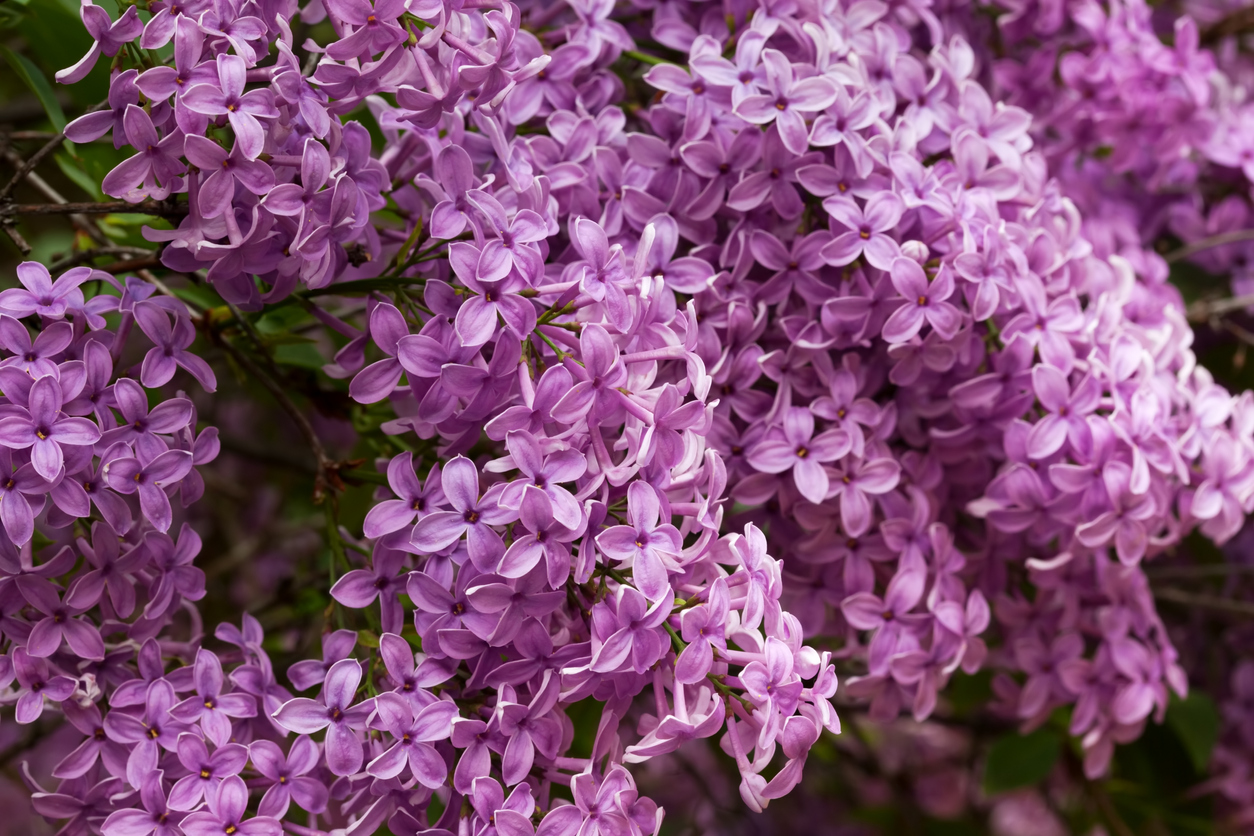 The 20 Best Lilac Varieties to Grow in Your Yard - Bob Vila