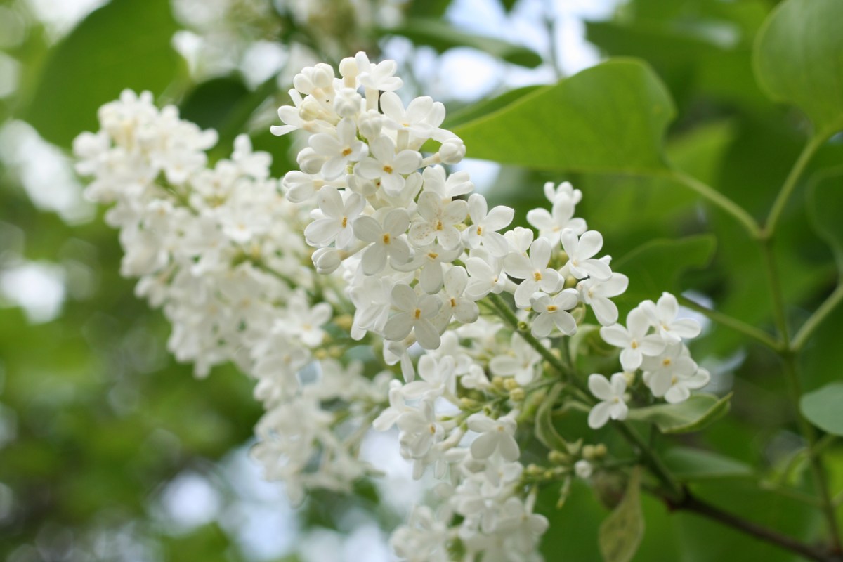 The 20 Best Lilac Varieties to Grow in Your Yard - Bob Vila