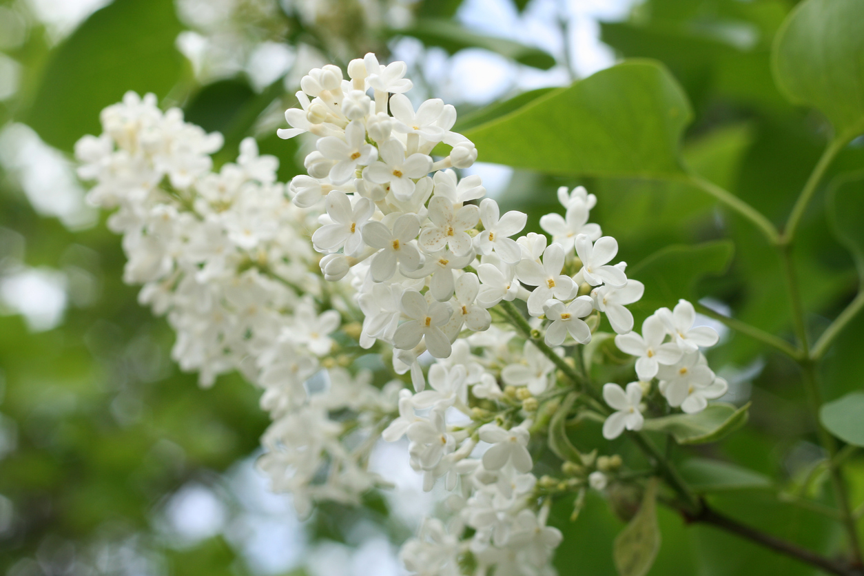 The 20 Best Lilac Varieties to Grow in Your Yard - Bob Vila
