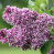 The 20 Best Lilac Varieties to Grow in Your Yard - Bob Vila