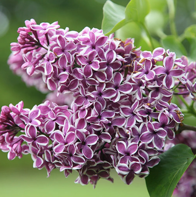 The 20 Best Lilac Varieties to Grow in Your Yard - Bob Vila