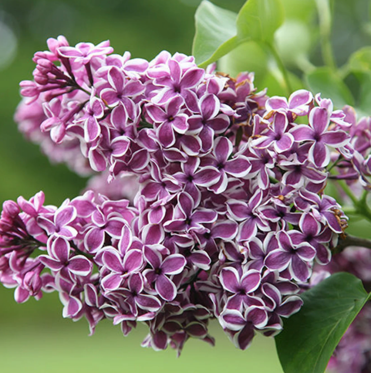 The 20 Best Lilac Varieties to Grow in Your Yard - Bob Vila