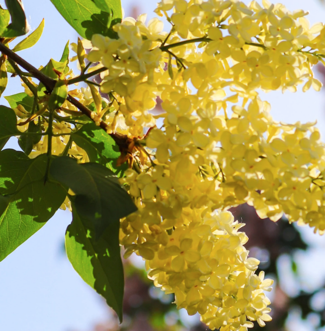 The 20 Best Lilac Varieties to Grow in Your Yard - Bob Vila