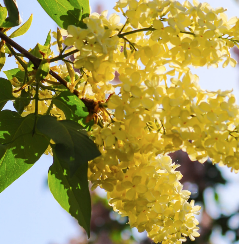The 20 Best Lilac Varieties to Grow in Your Yard - Bob Vila