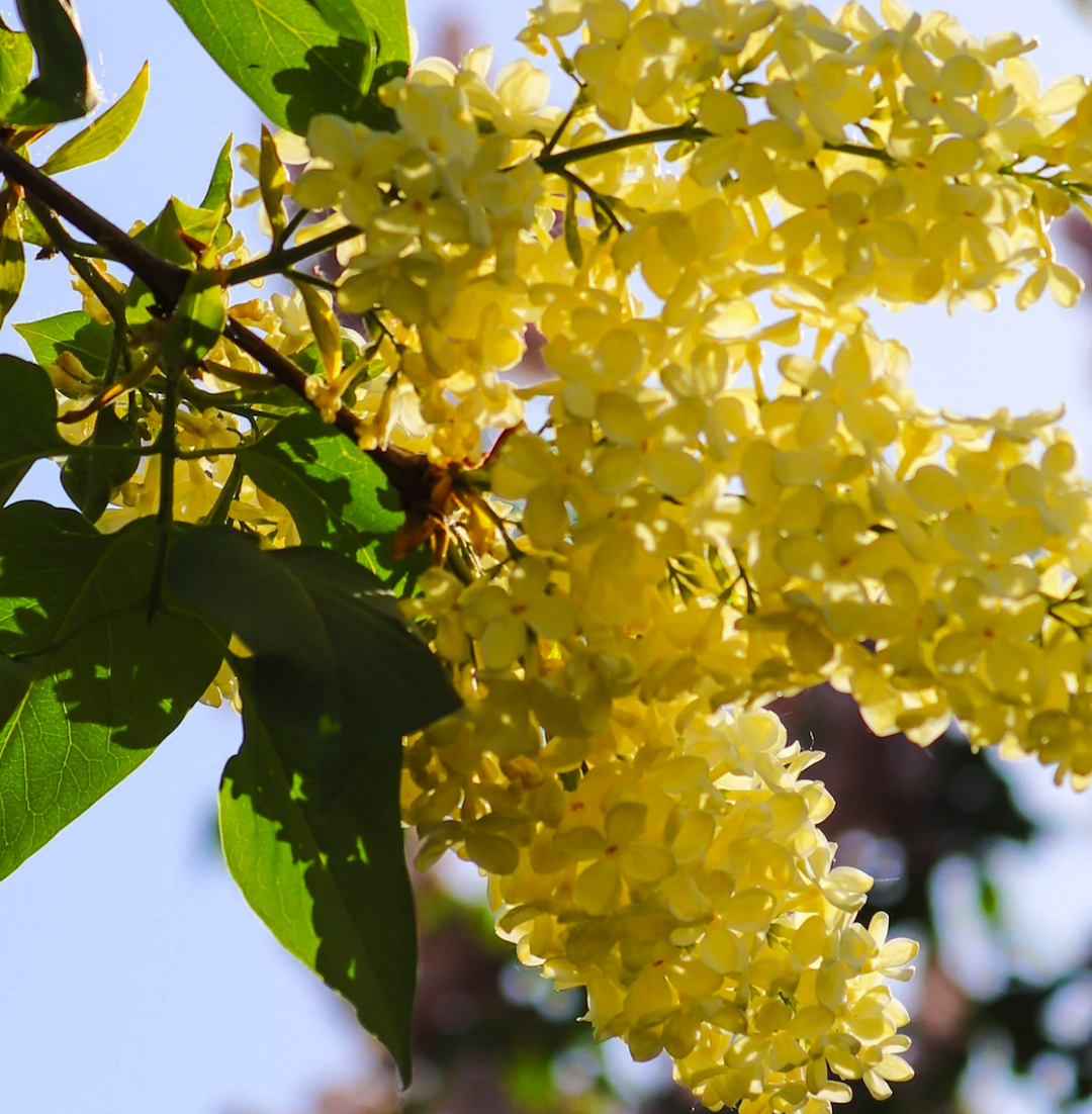 The 20 Best Lilac Varieties to Grow in Your Yard - Bob Vila