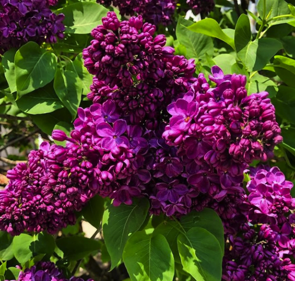 The 20 Best Lilac Varieties to Grow in Your Yard - Bob Vila