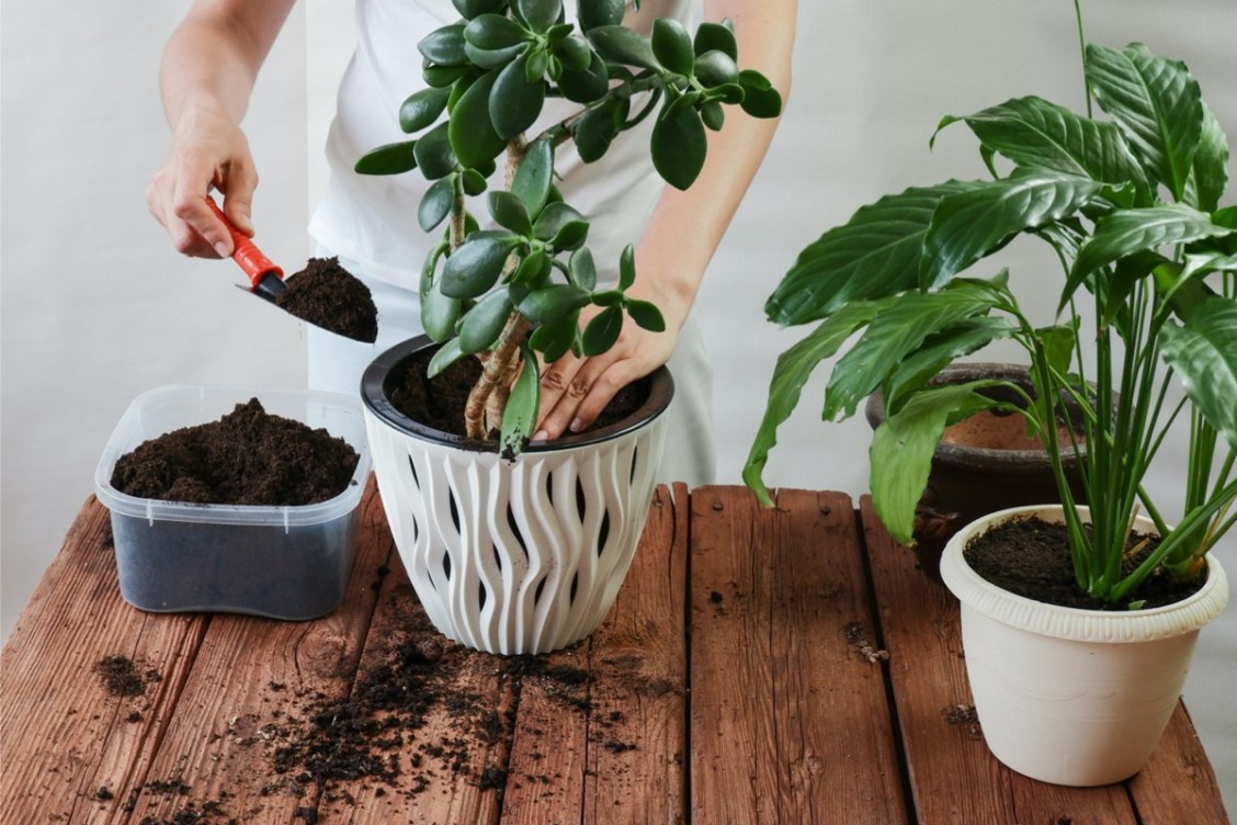 How to Inspect Houseplants for Pests and Disease Before You Buy - Bob Vila