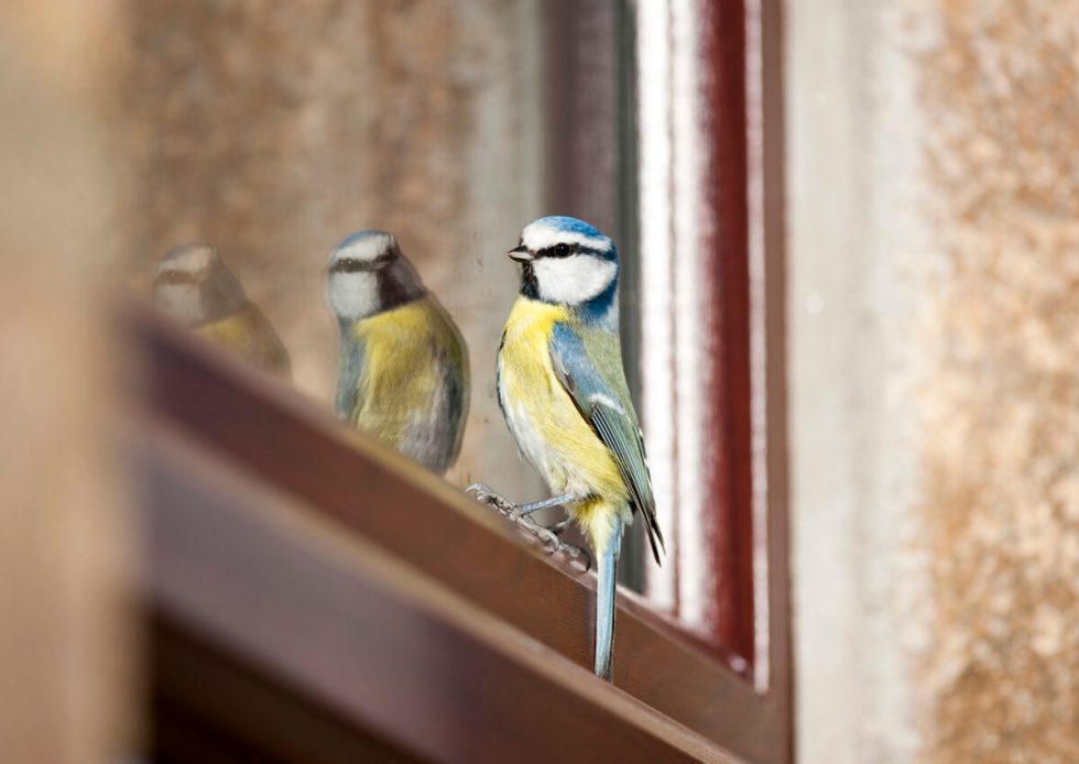 How to Make Your Windows Bird-Safe: 11 Smart Solutions - Bob Vila